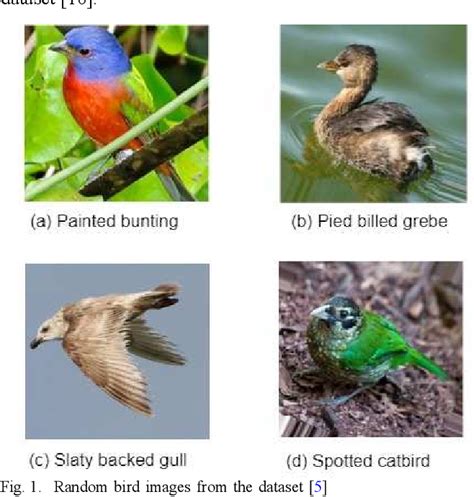 Figure 1 From Automatic Bird Species Recognition Using Audio And Image