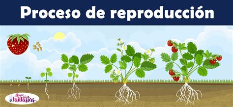 Resultado De Imagen Para Imagenes De La Reproduccion