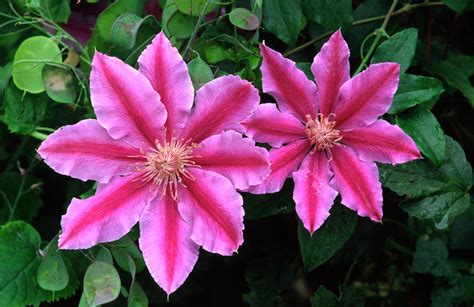 Clematis Dr Ruppel By Science Photo Library