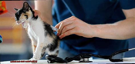 Can Indoor Cats Get Rabies 21Cats Org