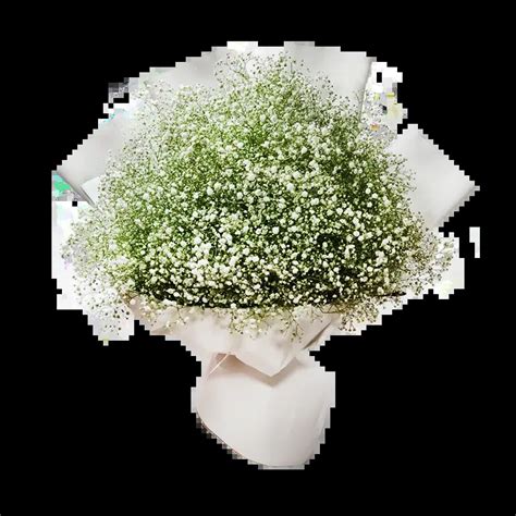 סוגי פרחים המדריך המלא לקונה המתחיל אלה פרחים באר שבע