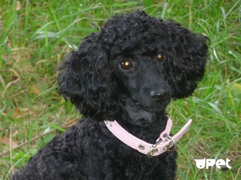 Пудель черный средний 60 фото картинки Sobakovodclub
