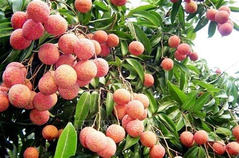 Central Highlanders Earn Profit From Growing Lychees Vna Photos
