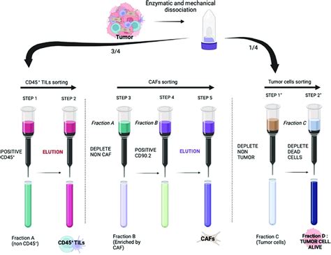 Plan Of The Different Stages Of Cell Sorting Download Scientific Diagram