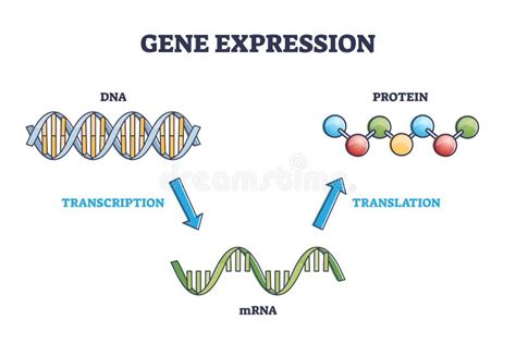 Genexpressie Met Dna Transcriptie Mrna En Vertaaloverzicht Vector