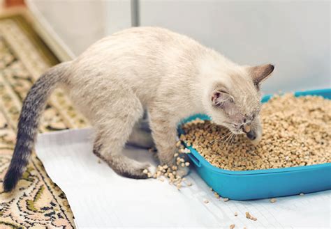 Reduce Litter Tracking Catwatch Newsletter