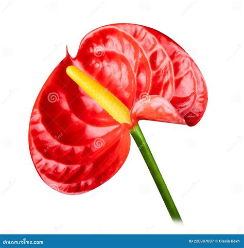 白色背景中的红色红花素或火烈鸟花 库存图片 图片 包括有 保险开关 工作室 火鸟 异乎寻常 红色 220987037