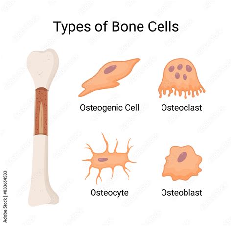 Types Of Human Bone Cells Osteogenic Cell Osteoclast Osteocyte