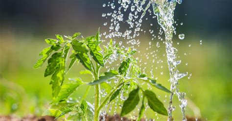 Ус шингээх хадгалах чадвар