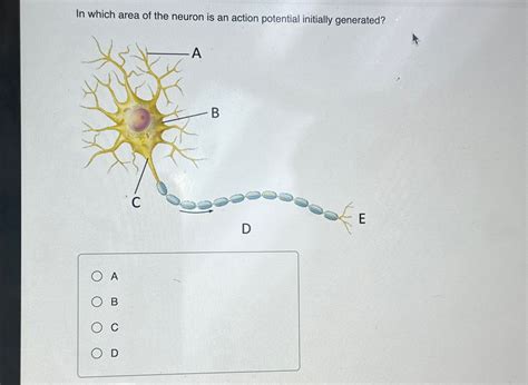 solved in which area of the neuron is an action potential