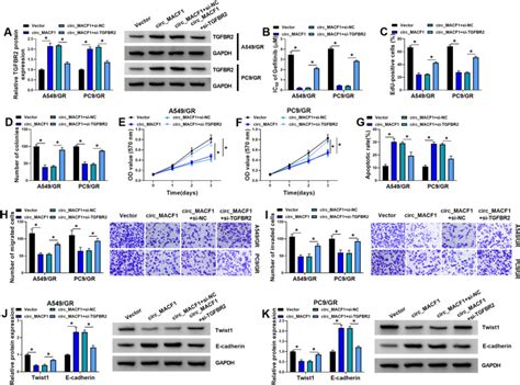 A Novel Circ Macf1 Mir 942 5p Tgfbr2 Axis Regulates The Functional
