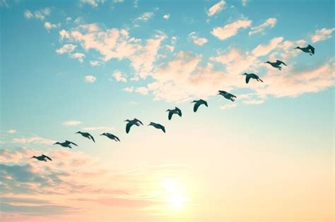 Premium Photo Flock Of Birds Flying In Formation Representing Unity