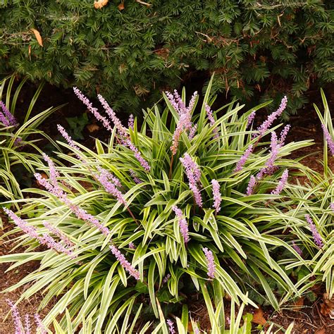 Variegated Liriope In 2020 Variegated Liriope Liriope Variegata