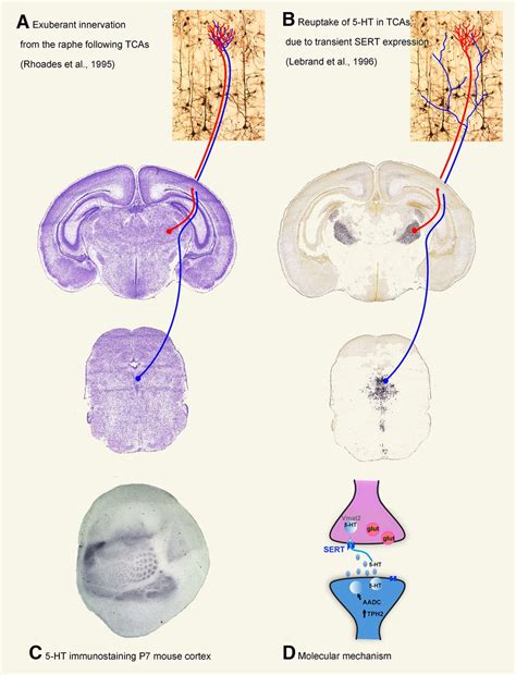 How The Barrel Cortex Became A Working Model For Developmental Plasticity A Historical