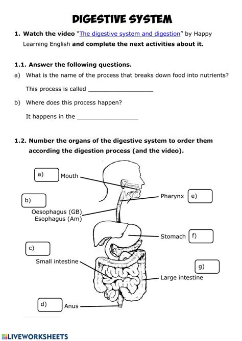 Digestive Anatomy Worksheet Anatomy Worksheets