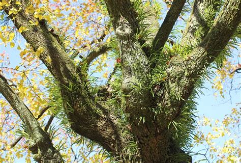 木に生える草ノキシノブはよく見かける着生植物 優しい雨
