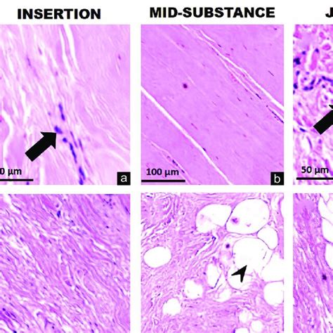 H And E Stained Histological Images The Top Row Shows Histological Download Scientific Diagram