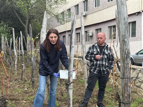 Ciu Ciu მევენახეობა მეღვინეობის ფაკულტეტი