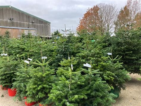 Inside The Essex Christmas Tree Farm With Beautiful Shop Filled With Decorations Essex Live