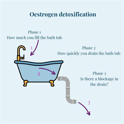 The Science Behind Oestrogen Detoxification Nicola Vinall Posted On