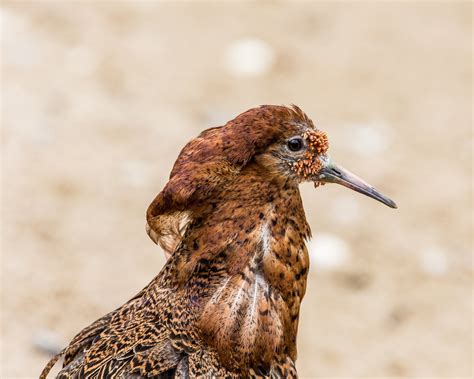 Ruff Bird