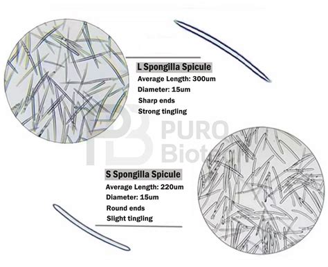 Spongilla Spicule Freshwater Hydrolyzed Sponge Skin Conditioning