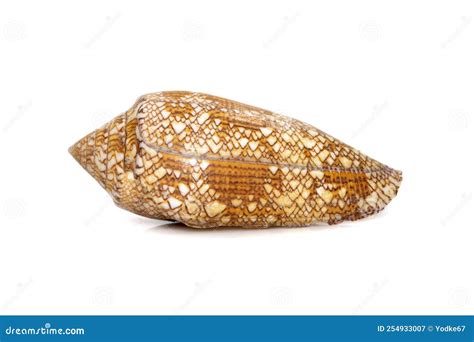 Image Of Conus Omaria Patonganus Sea Shell Is A Species Of Sea Snail A