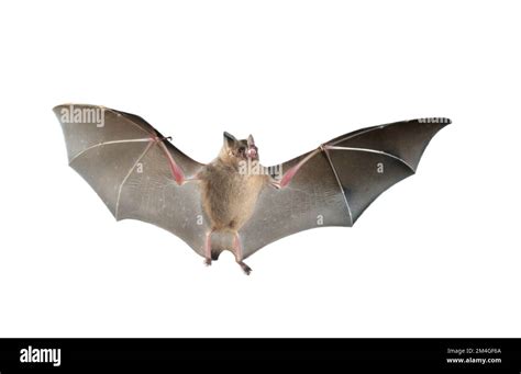 Sebas Short Tailed Bat Carollia Perspicillata Flying Isolated On
