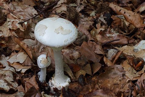 Amanita Citrina Var Alba Danske Svampe