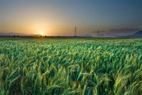 گندم زار Hdr Saeid Godarzi Flickr