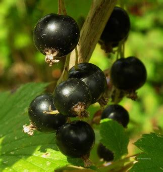 Free Images Branch Vine Night Fruit Berry Flower Food Produce Colorful Flora