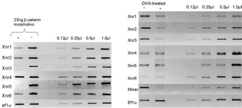 Left Effect Of A β Catenin Antisense Morpholino Oligonucleotide On