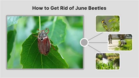 June Beetles Identification Life Cycle And Control