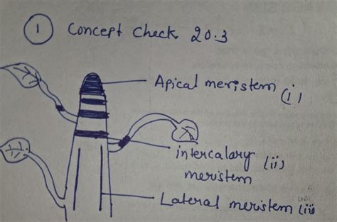 [solved] concept check 20 1 1 diagram the reproductive structures of a