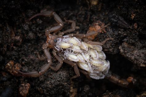 Lifeform Of The Week Scorpions