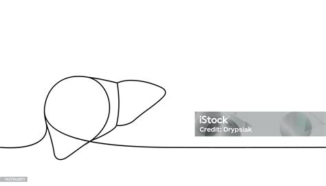 인간 간 한 줄 연속 도면 인간 장기 연속 한 줄 그림 벡터 미니멀리스트 선형 일러스트레이션 간 내부 기관에 대한 스톡 벡터 아트 및 기타 이미지 Istock