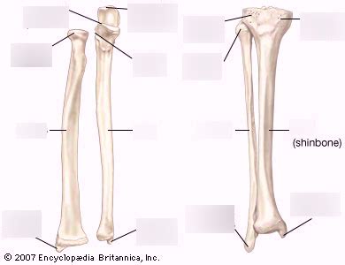 Lab 14 Mammal Radius Ulna Tibia Fibula Diagram Quizlet