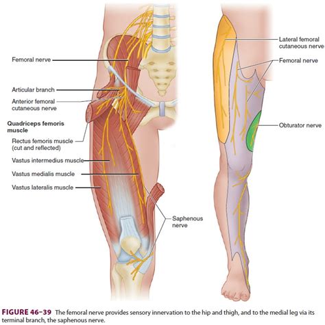 Lower Extremity Peripheral Nerve Blocks Saphenous Nerve Block