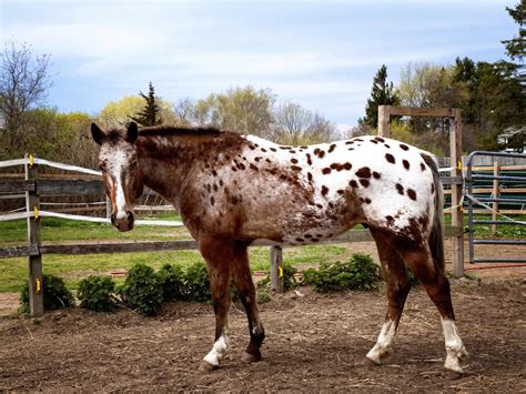 Appaloosa Horse Coat White Patterns The Equinest