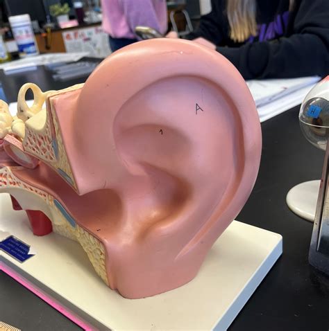 Outer Ear Diagram Quizlet