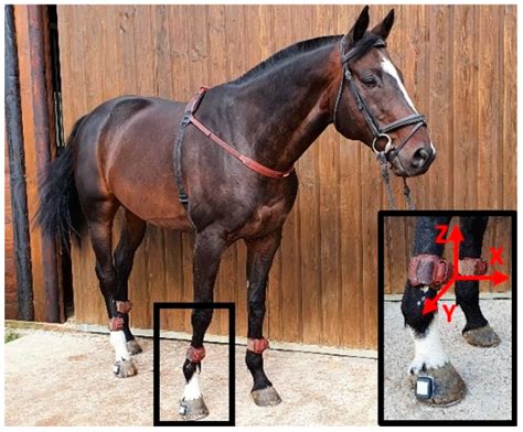 Sensors Free Full Text Stance Phase Detection By Inertial Measurement Unit Placed On The