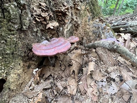 Ganoderma Curtisii Identification Habitat And Uses