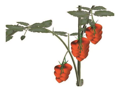 Comparison Modeling Tomato Plant With Or Without Collision Detection