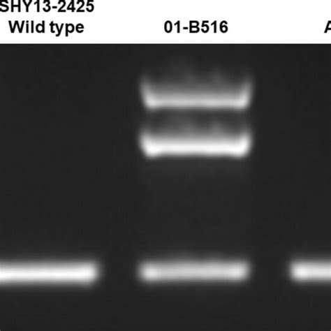 Example Of Pcr Genotyping Using A Multiplex Pcr Approach To Identify