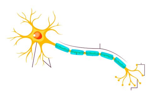 Diagram Of Psyc 104 Quizlet