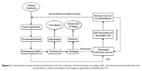 Integrated Algal Bioprocess Engineering For Enhanced Productivity Of Lipid Carbohydrate And