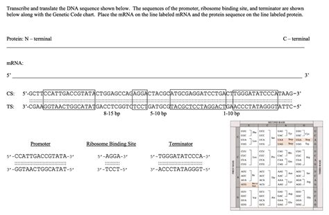 Transcribe And Translate The Dna Sequence Shown Below The Sequences Of The Promoter Ribosome