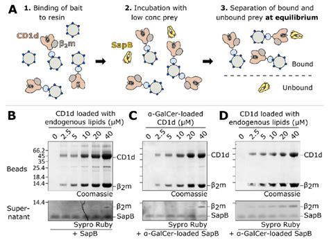 Binding Assay Protocol At Jordan Old Blog