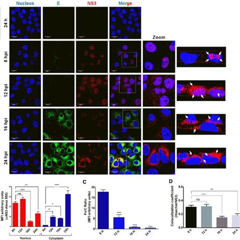 Pdf Nuclear Localization Of Non Structural Protein 3 Ns3 During