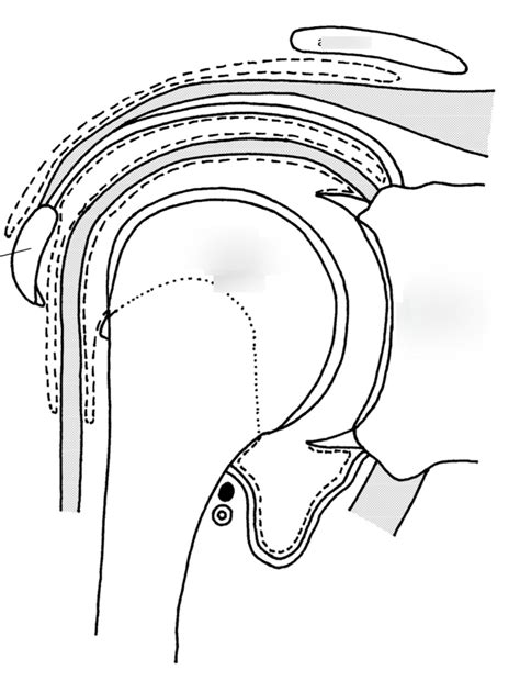 Diagram Of Glenohumeral Joint Quizlet